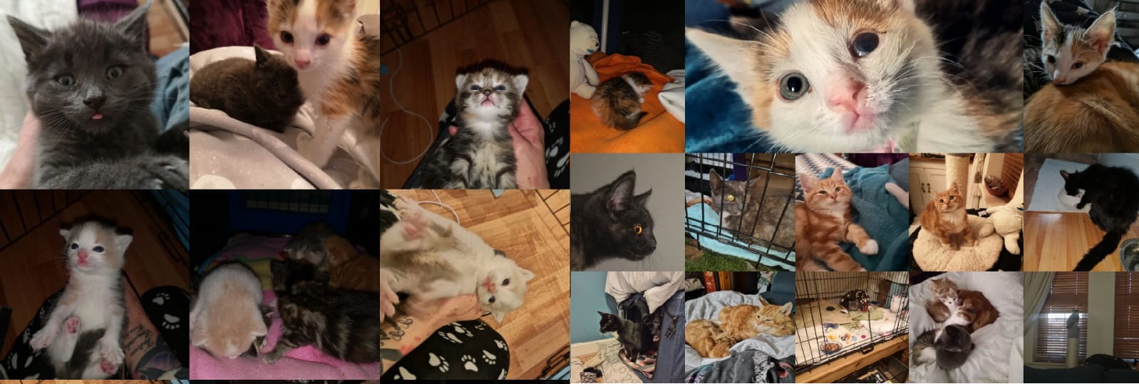 Cat Patrol Rescue – Cat Patrol Cat Sitting Service and Rescue