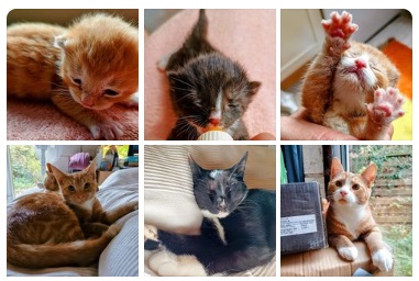 Cat Patrol Rescue – Cat Patrol Cat Sitting Service and Rescue