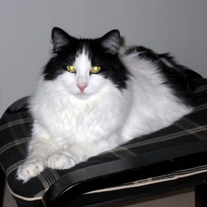 Cat Patrol Cat Sitting Service and Rescue