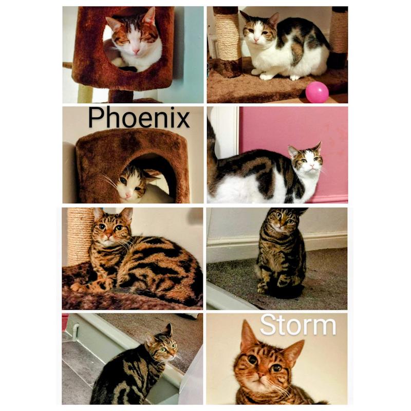 Ready For Adoption – Cat Patrol Cat Sitting Service and Rescue