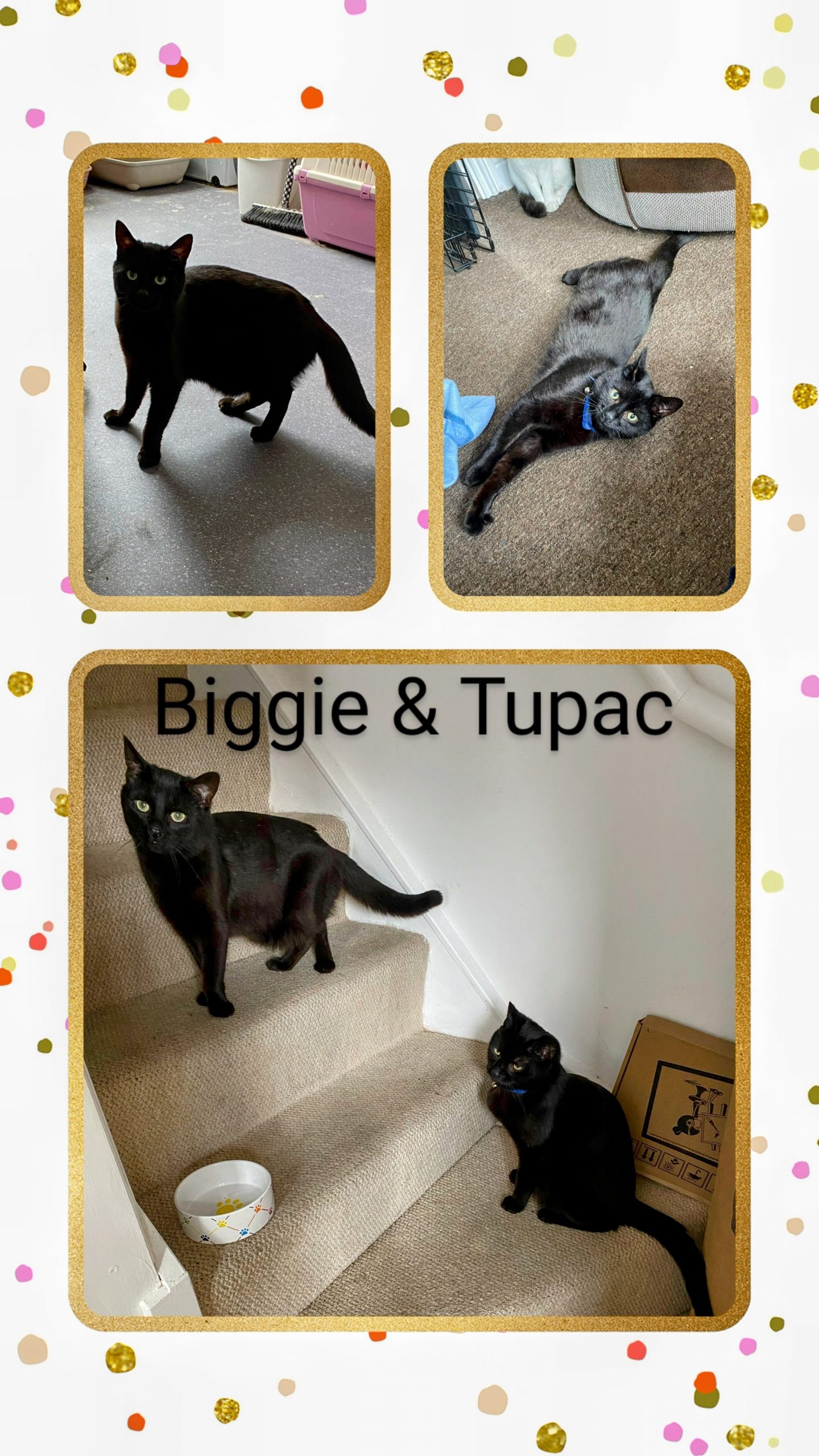 Ready For Adoption – Cat Patrol Cat Sitting Service and Rescue