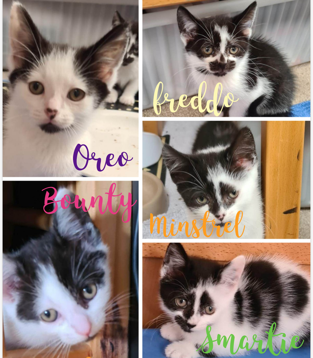 Ready For Adoption – Cat Patrol Cat Sitting Service and Rescue