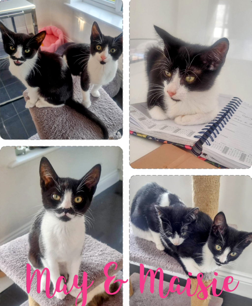 Ready For Adoption – Cat Patrol Cat Sitting Service and Rescue