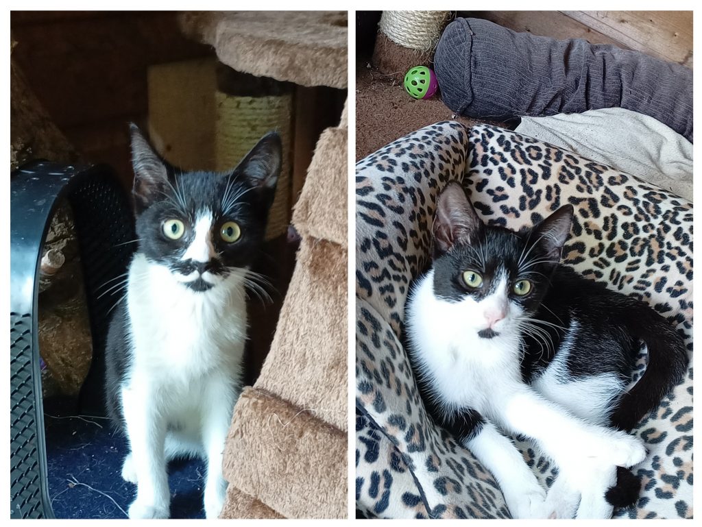 Ready For Adoption – Cat Patrol Cat Sitting Service and Rescue