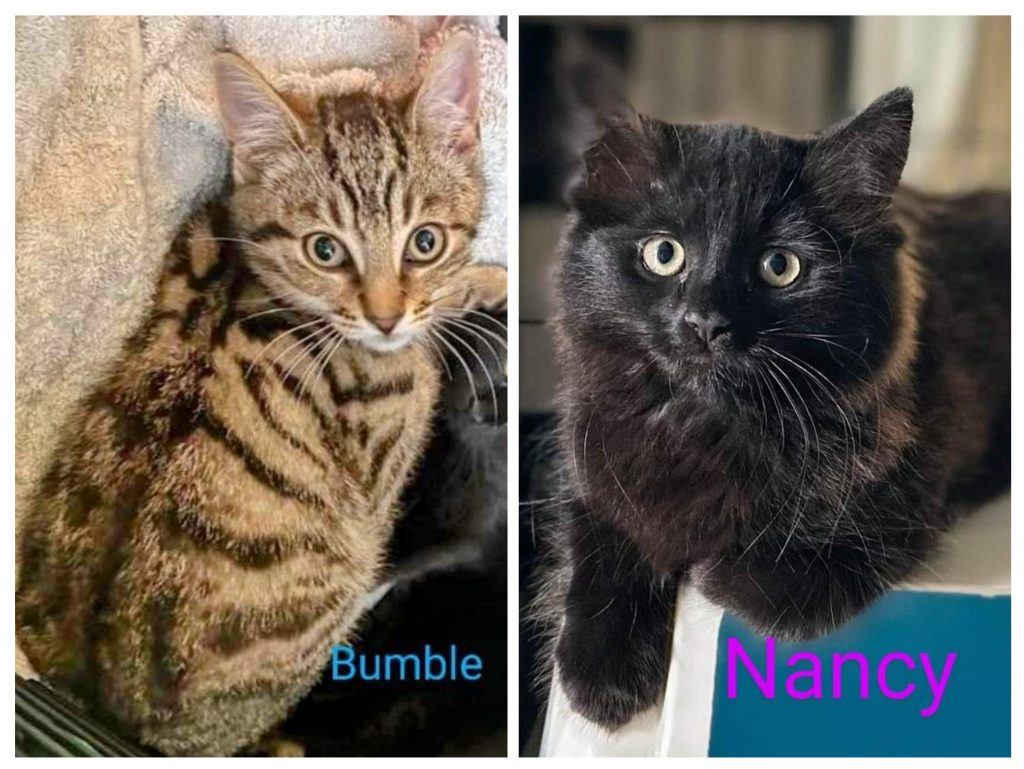 Ready For Adoption – Cat Patrol Cat Sitting Service and Rescue