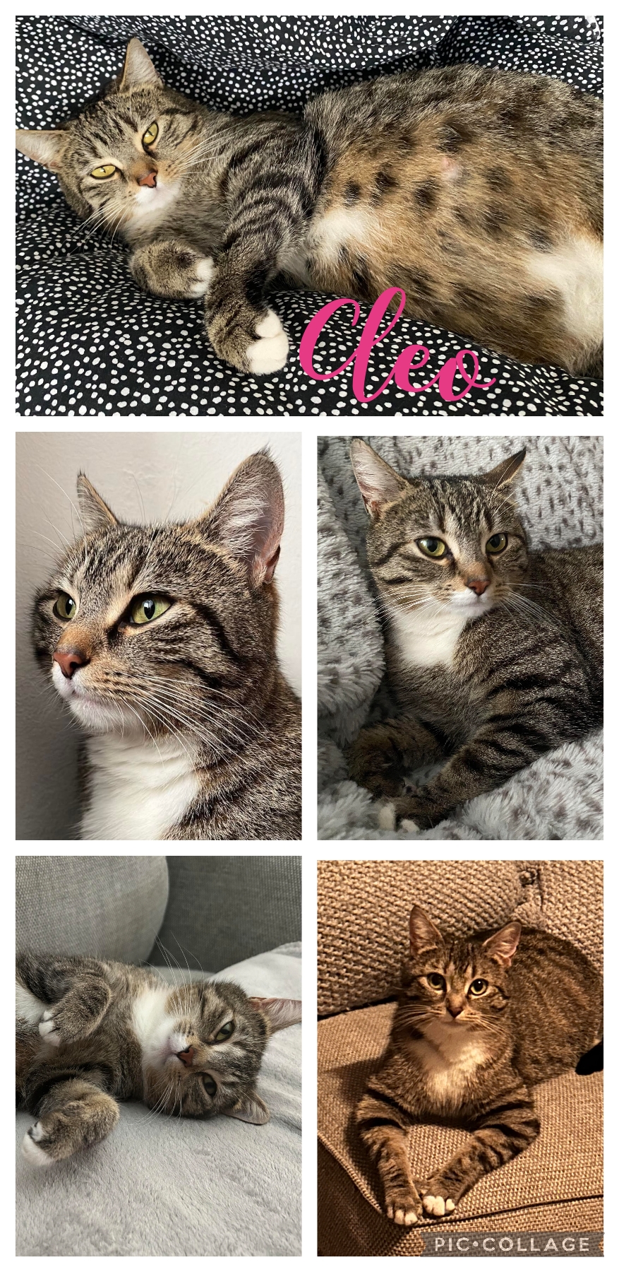 Ready For Adoption – Cat Patrol Cat Sitting Service and Rescue