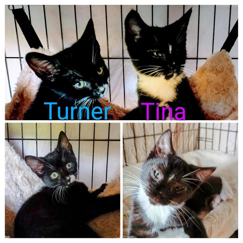 Ready For Adoption – Cat Patrol Cat Sitting Service and Rescue