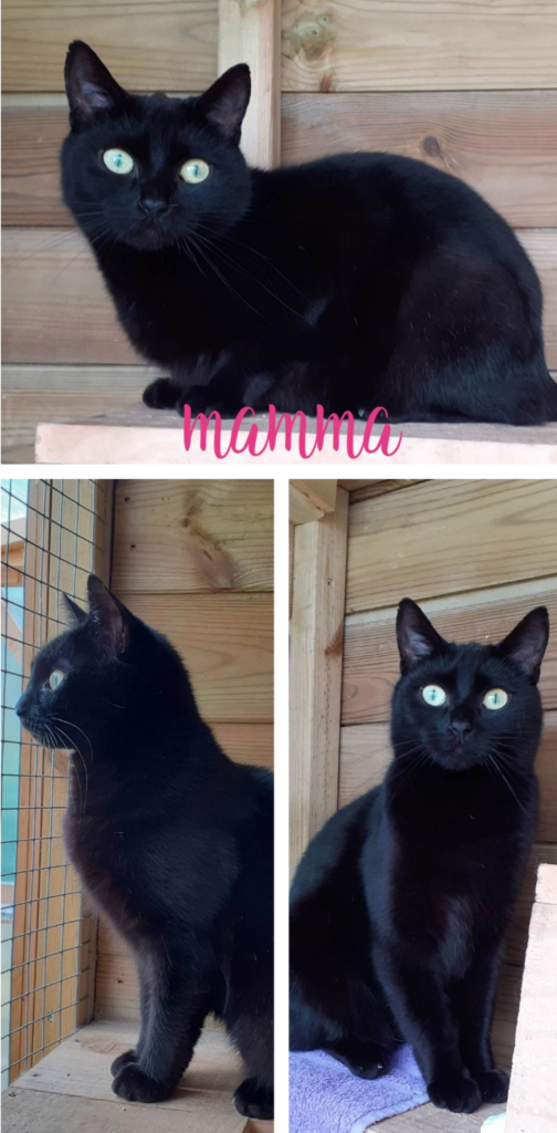 Ready For Adoption – Cat Patrol Cat Sitting Service and Rescue