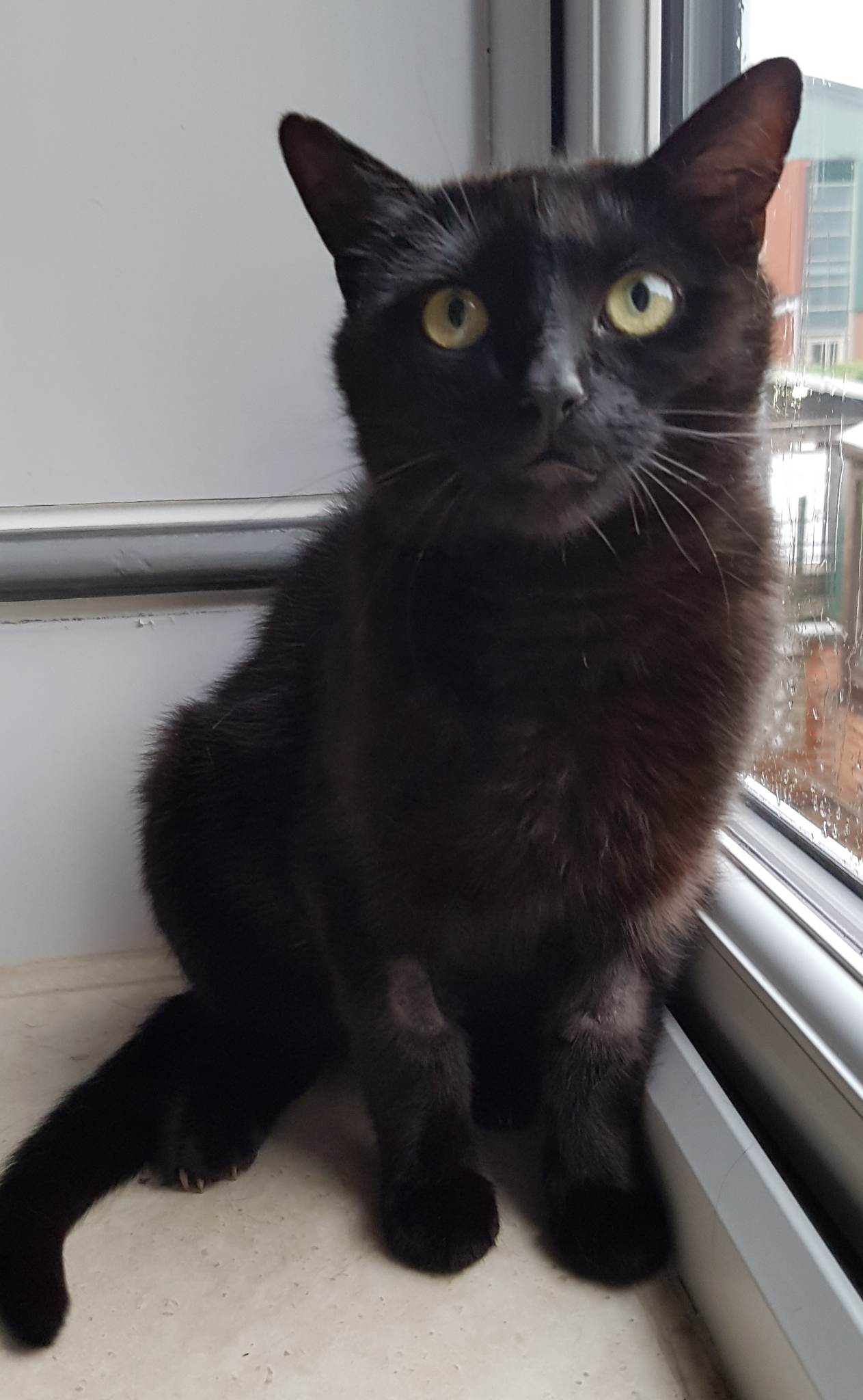 Ready For Adoption – Cat Patrol Cat Sitting Service and Rescue