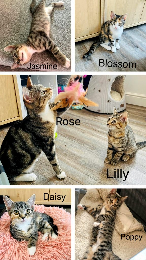 Ready For Adoption – Cat Patrol Cat Sitting Service and Rescue