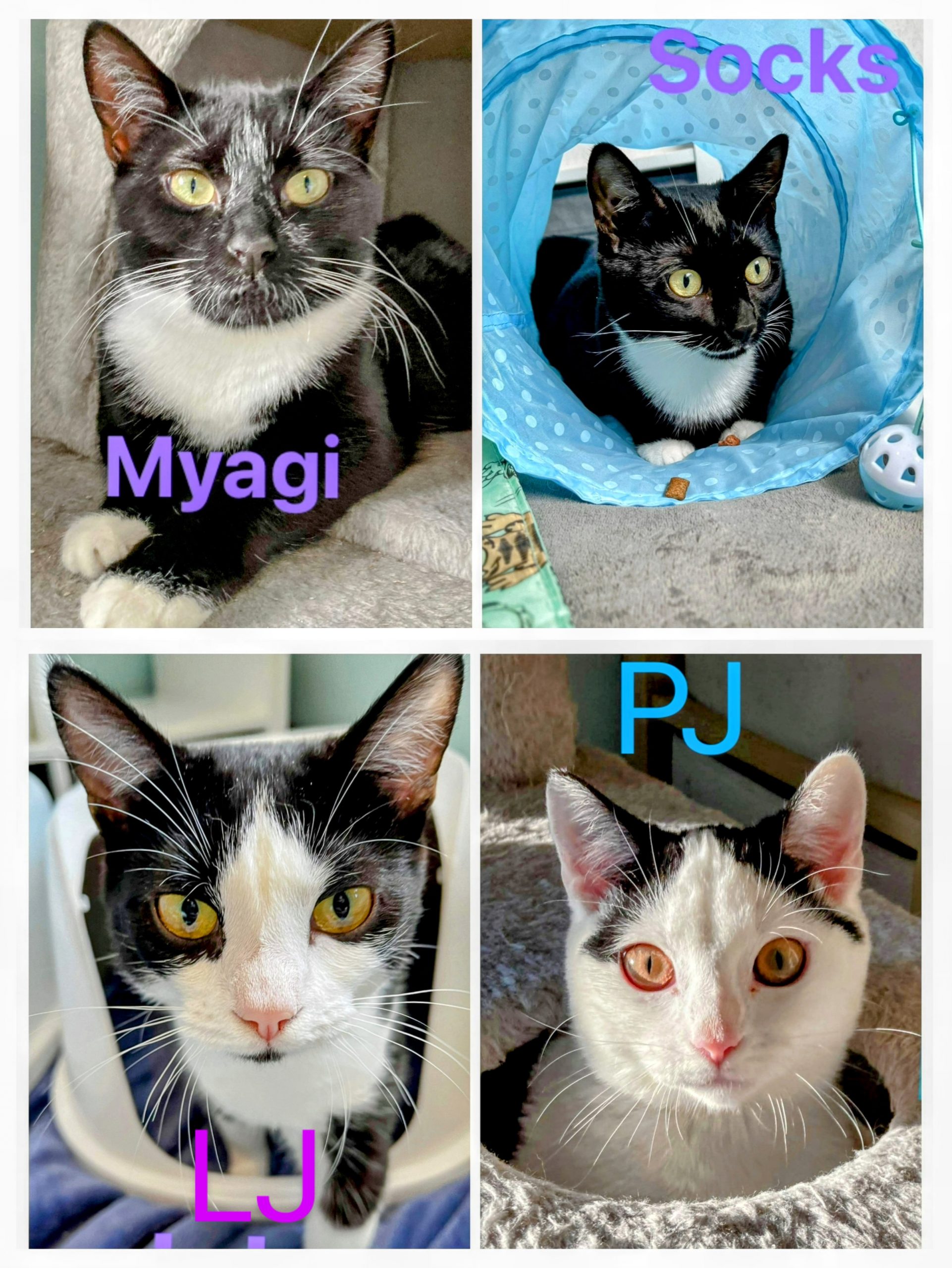 Ready For Adoption – Cat Patrol Cat Sitting Service and Rescue