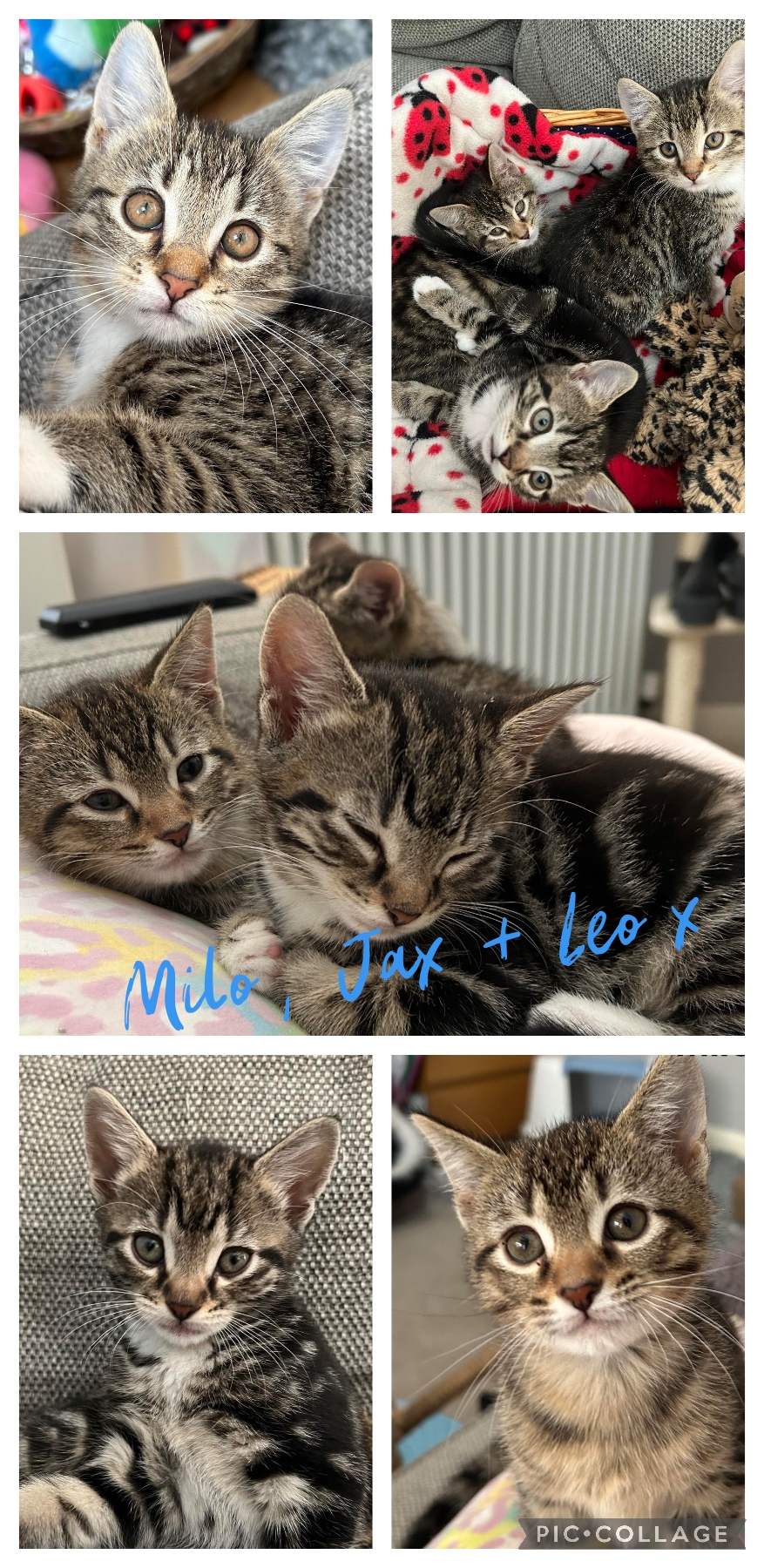 Ready For Adoption – Cat Patrol Cat Sitting Service and Rescue