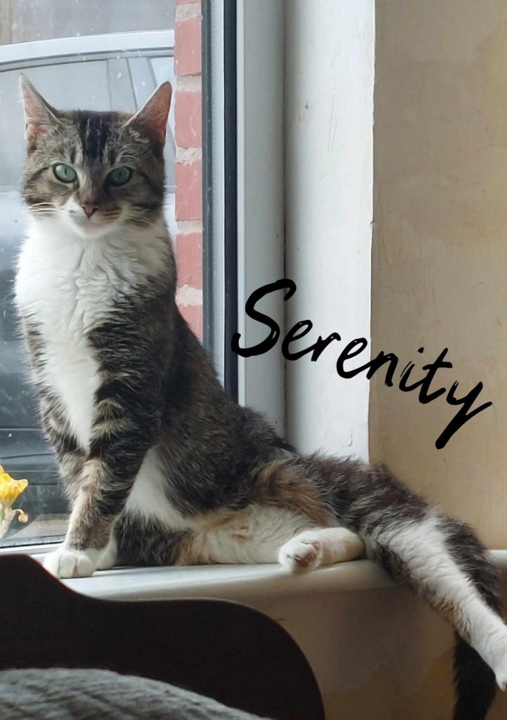 Ready For Adoption – Cat Patrol Cat Sitting Service and Rescue