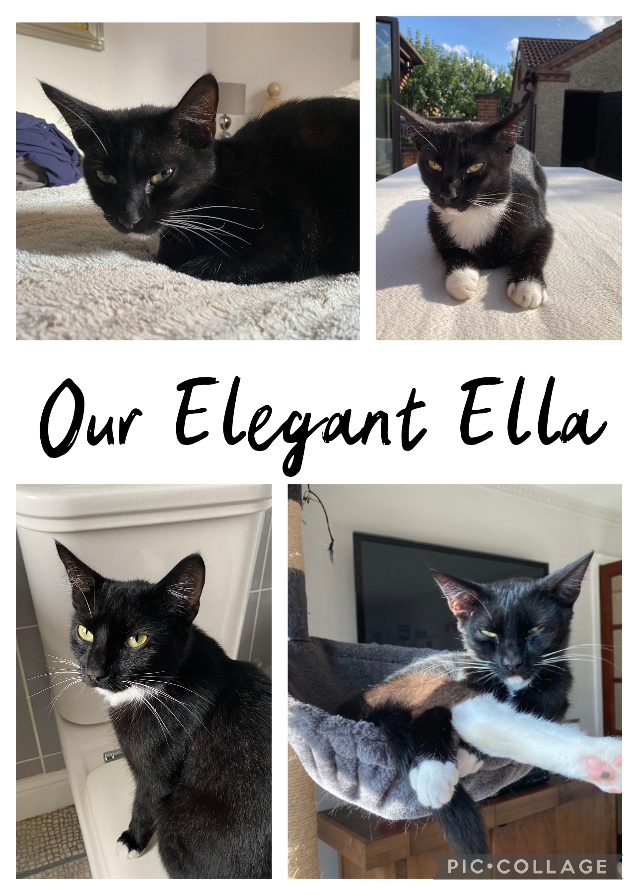 Ready For Adoption – Cat Patrol Cat Sitting Service and Rescue