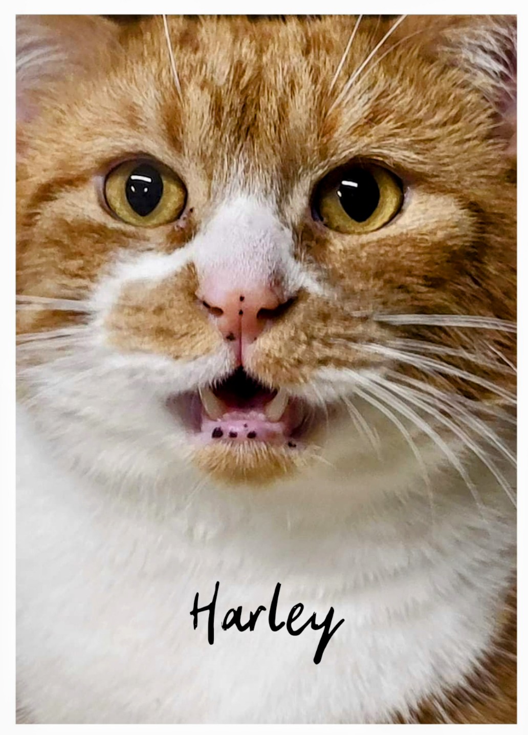 Ready For Adoption – Cat Patrol Cat Sitting Service and Rescue