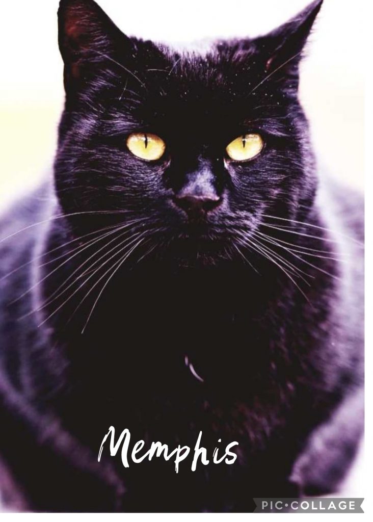 Ready For Adoption – Cat Patrol Cat Sitting Service and Rescue