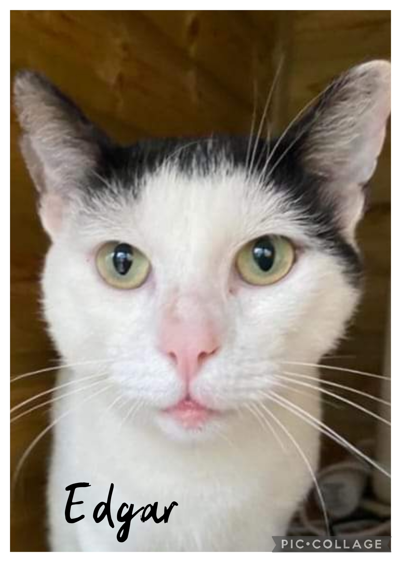 Ready For Adoption – Cat Patrol Cat Sitting Service and Rescue