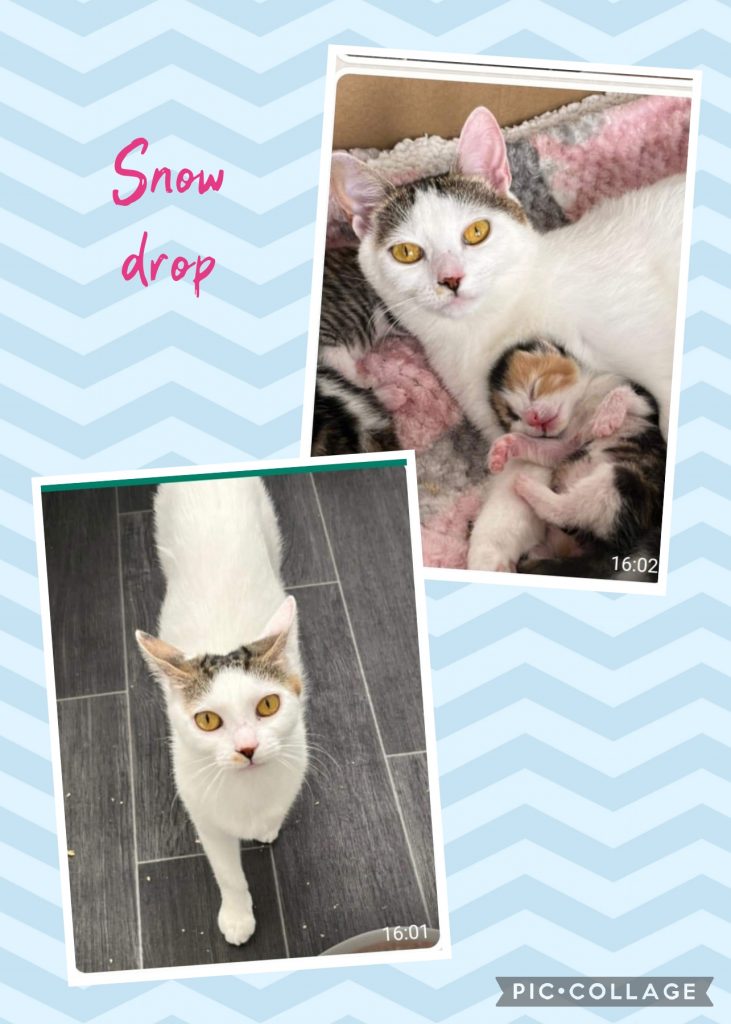 Ready For Adoption – Cat Patrol Cat Sitting Service and Rescue