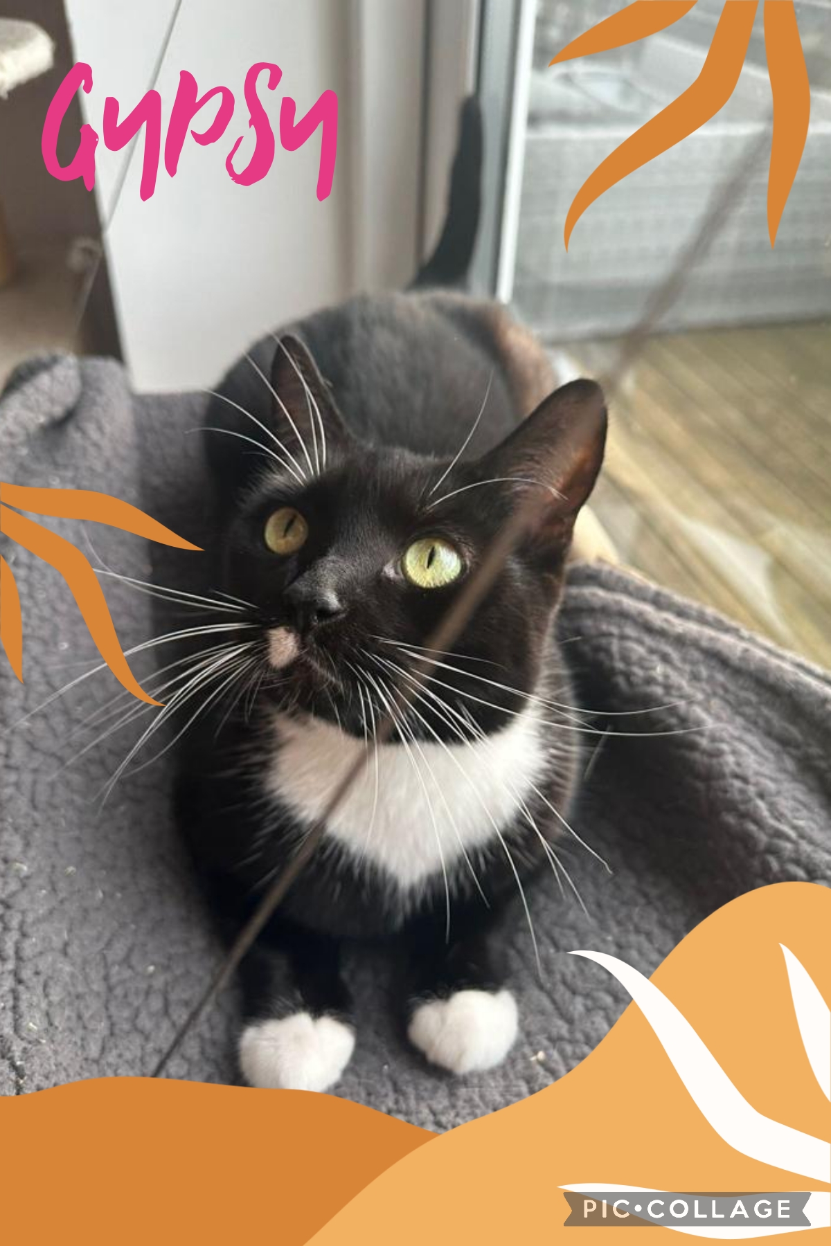 Ready For Adoption – Cat Patrol Cat Sitting Service and Rescue